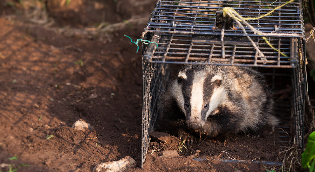 Editor’s Choice 56:11 – badger behaviour compromises TB eradication ...