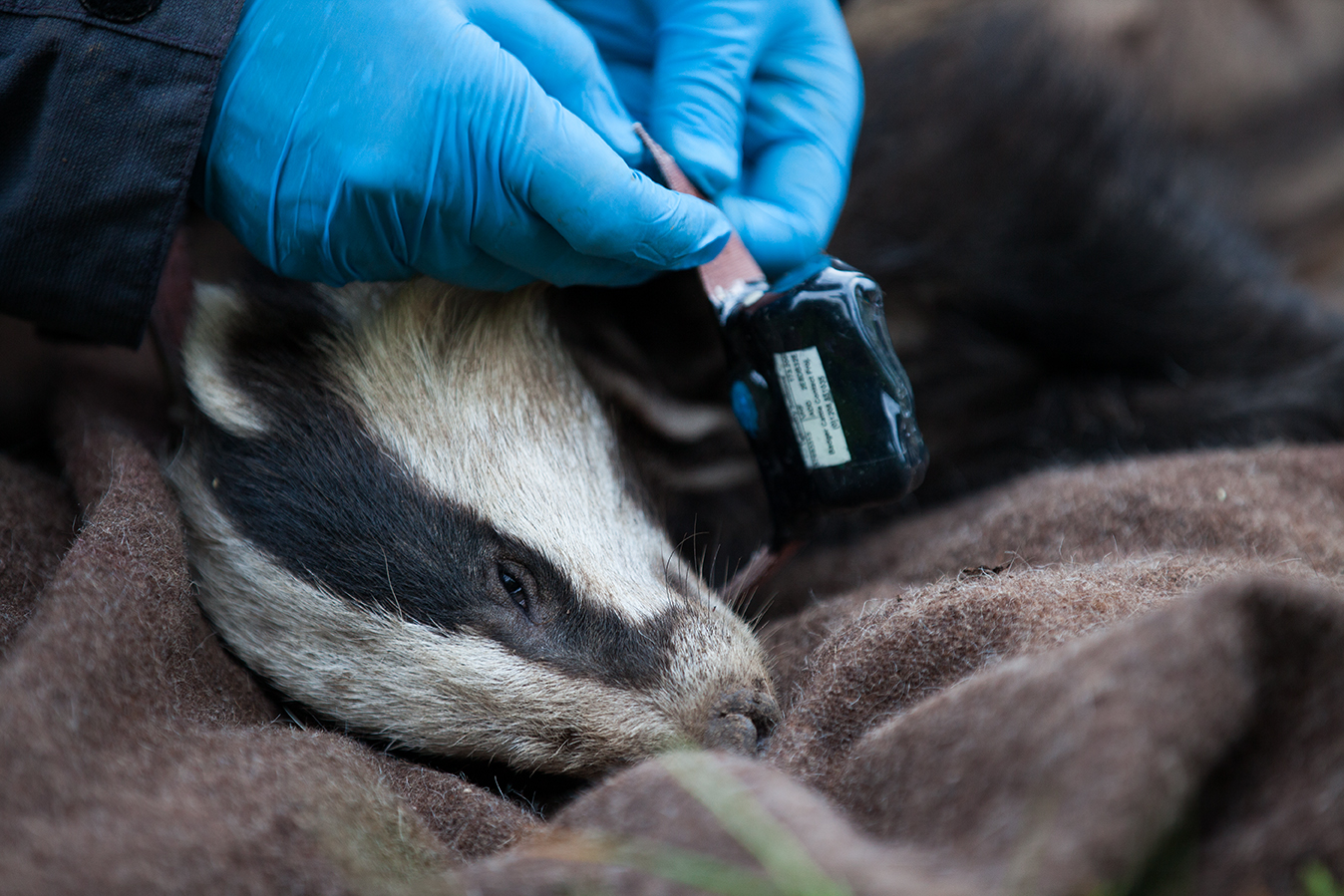 Editor’s Choice 56:11 – badger behaviour compromises TB eradication ...