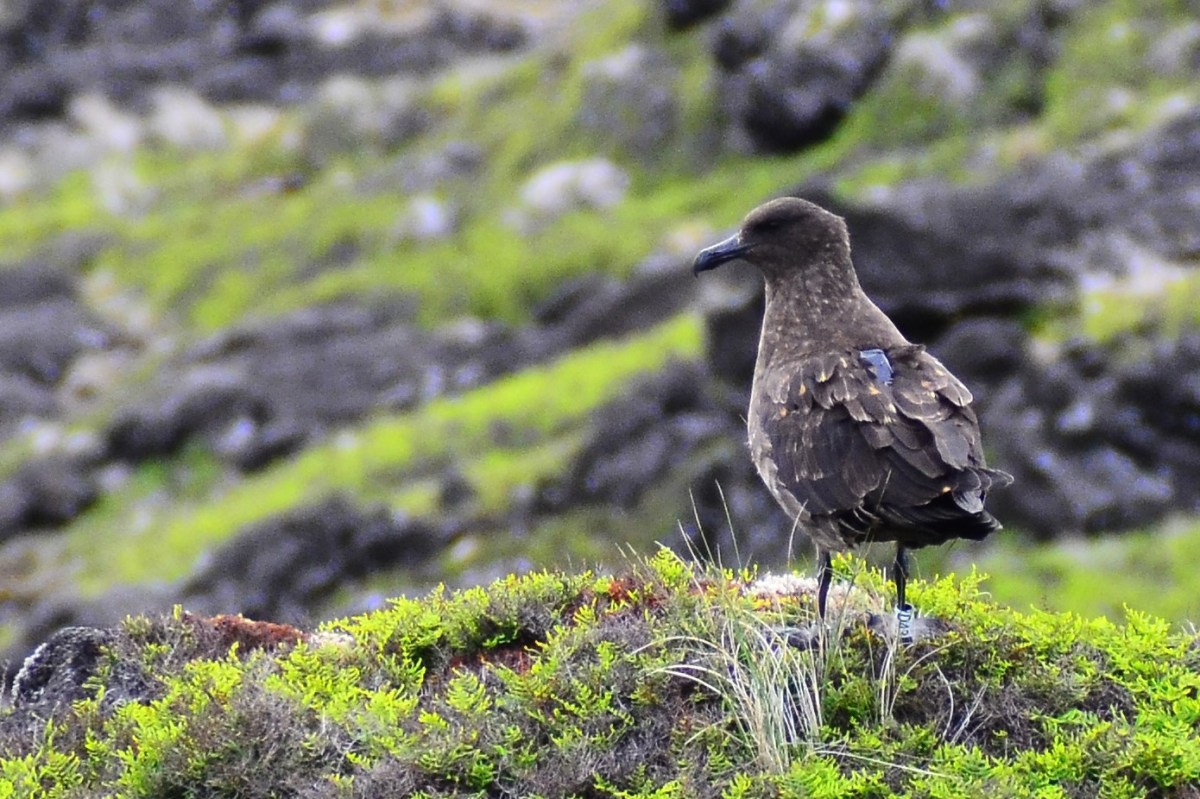 Predator and scavenger movements as opportunities for pathogen spread ...