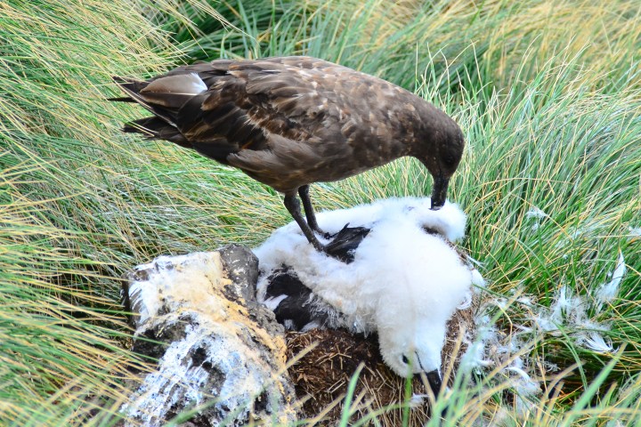 Predator and scavenger movements as opportunities for pathogen spread ...