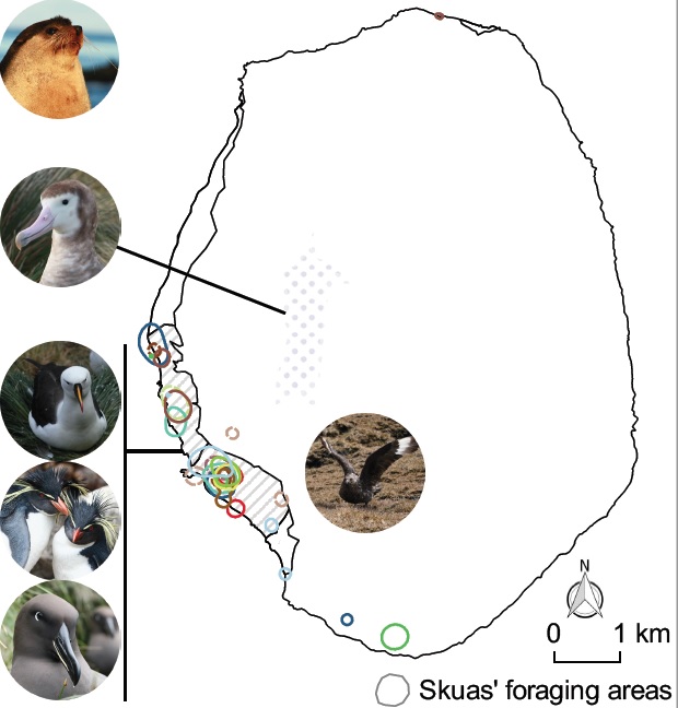 Predator and scavenger movements as opportunities for pathogen spread ...