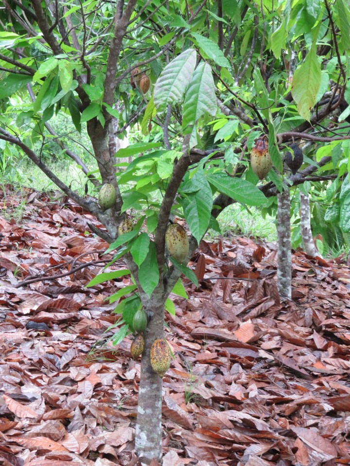 Improving soil fertility in cocoa agroforests using the most suitable ...