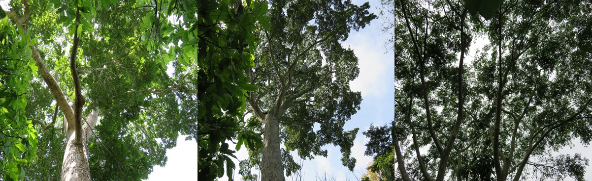 Improving soil fertility in cocoa agroforests using the most suitable ...