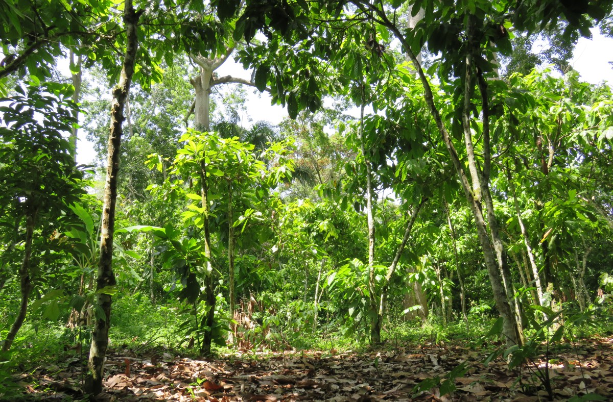 Improving soil fertility in cocoa agroforests using the most suitable ...