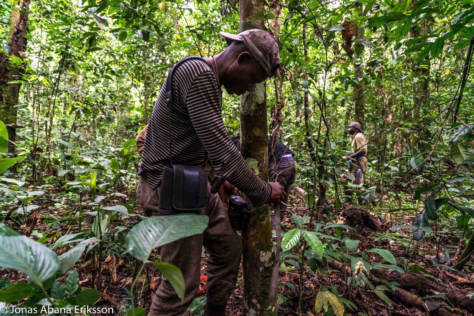 Camera traps reveal hidden treasures of the rainforest – The Applied ...