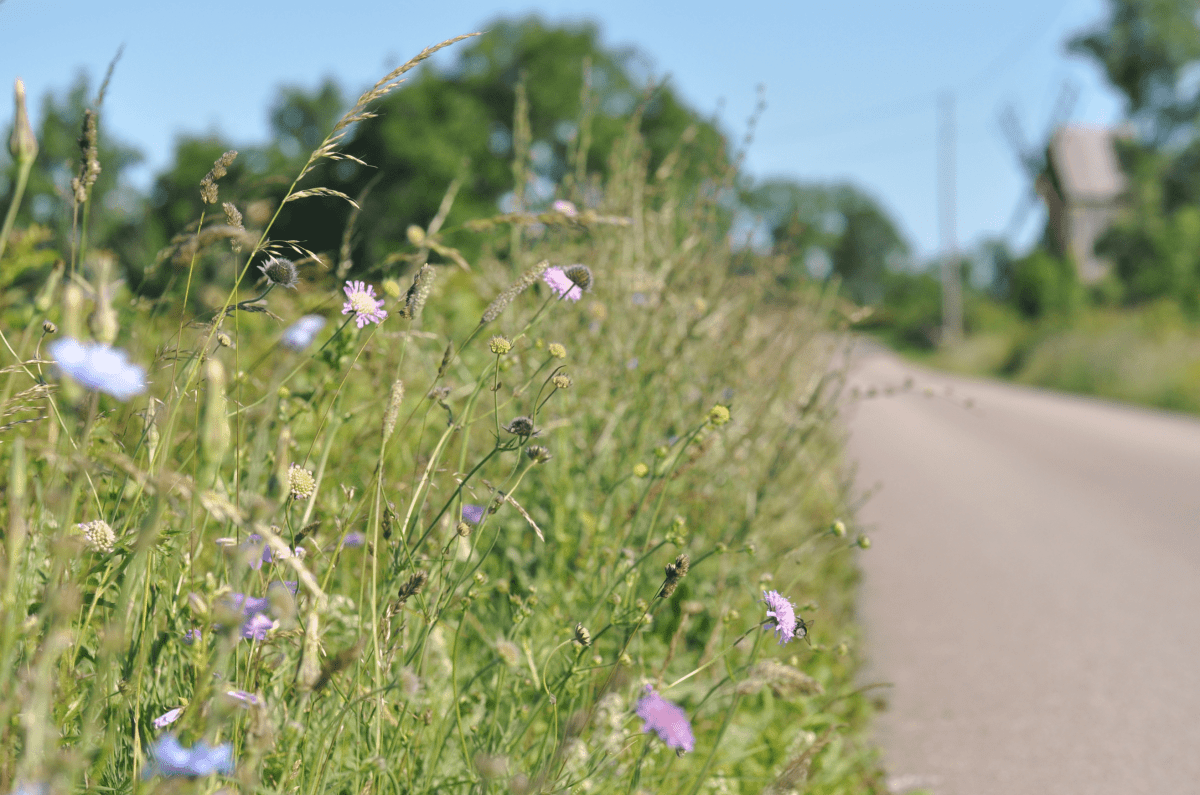 Age is a better indicator of biodiversity for road verges than ...