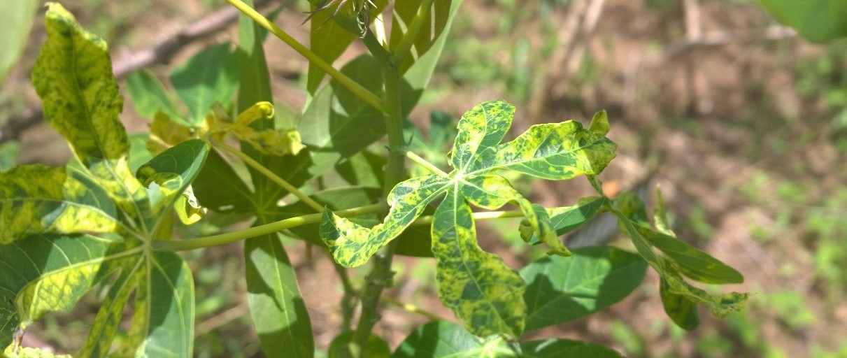 How can control of invading plant pathogens increase their rate of ...