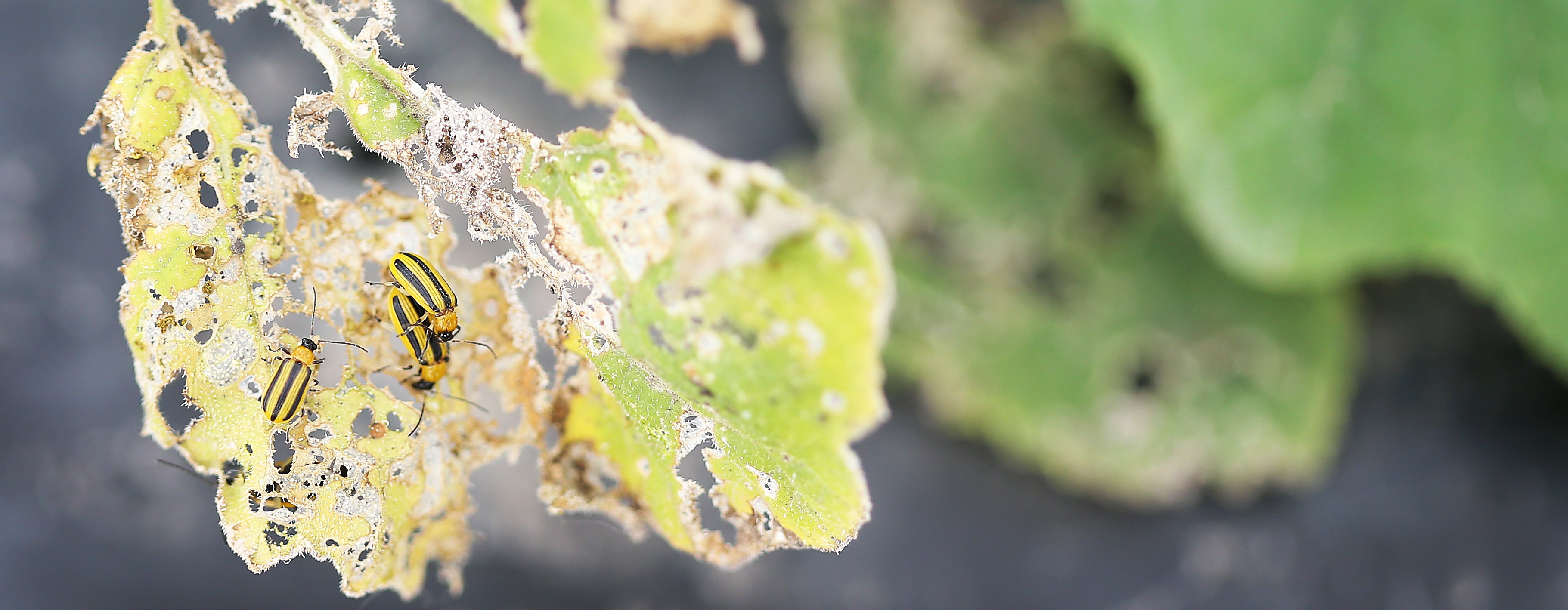 Editor’s Choice 57:08 – The mechanisms underlying crop colonisation ...