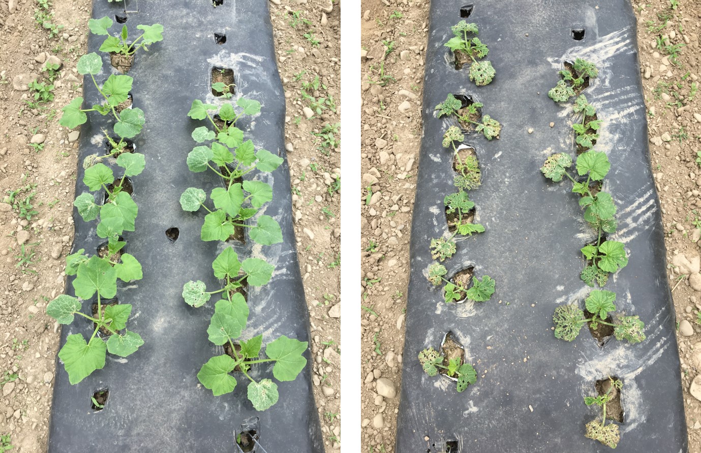 Editor’s Choice 57:08 – The mechanisms underlying crop colonisation ...