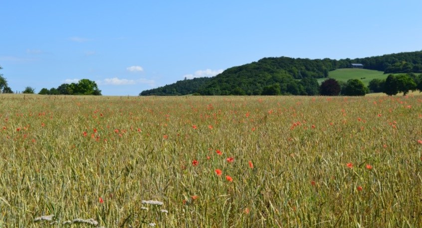 Flower strips, organic management or small-scale farming: which ...