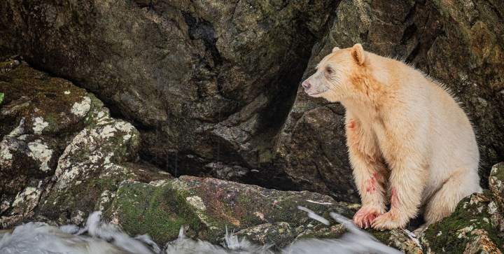 New study reveals rarity of the Spirit Bear and gaps in their ...