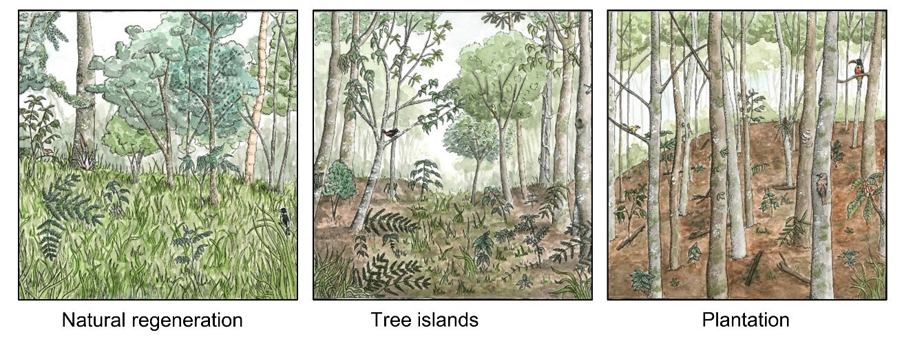 Do we really need to plant a trillion trees? Tree islands are an ...