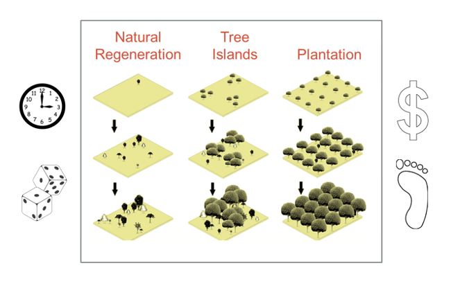 Do we really need to plant a trillion trees? Tree islands are an ...