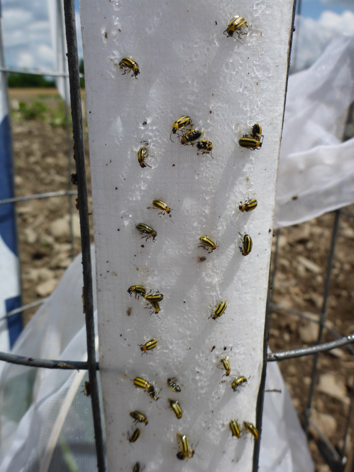 Editor’s Choice 57:08 – The mechanisms underlying crop colonisation ...