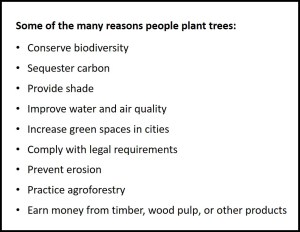 How can we improve tree planting outcomes? – The Applied Ecologist