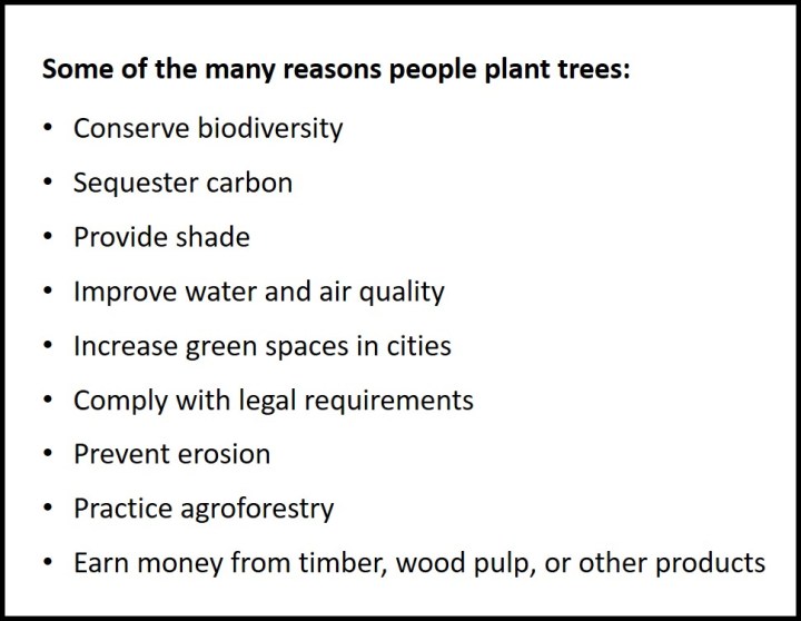 How can we improve tree planting outcomes? – The Applied Ecologist