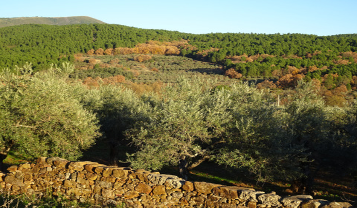 Spontaneous forest expansion in the Mediterranean basin: Which policy ...