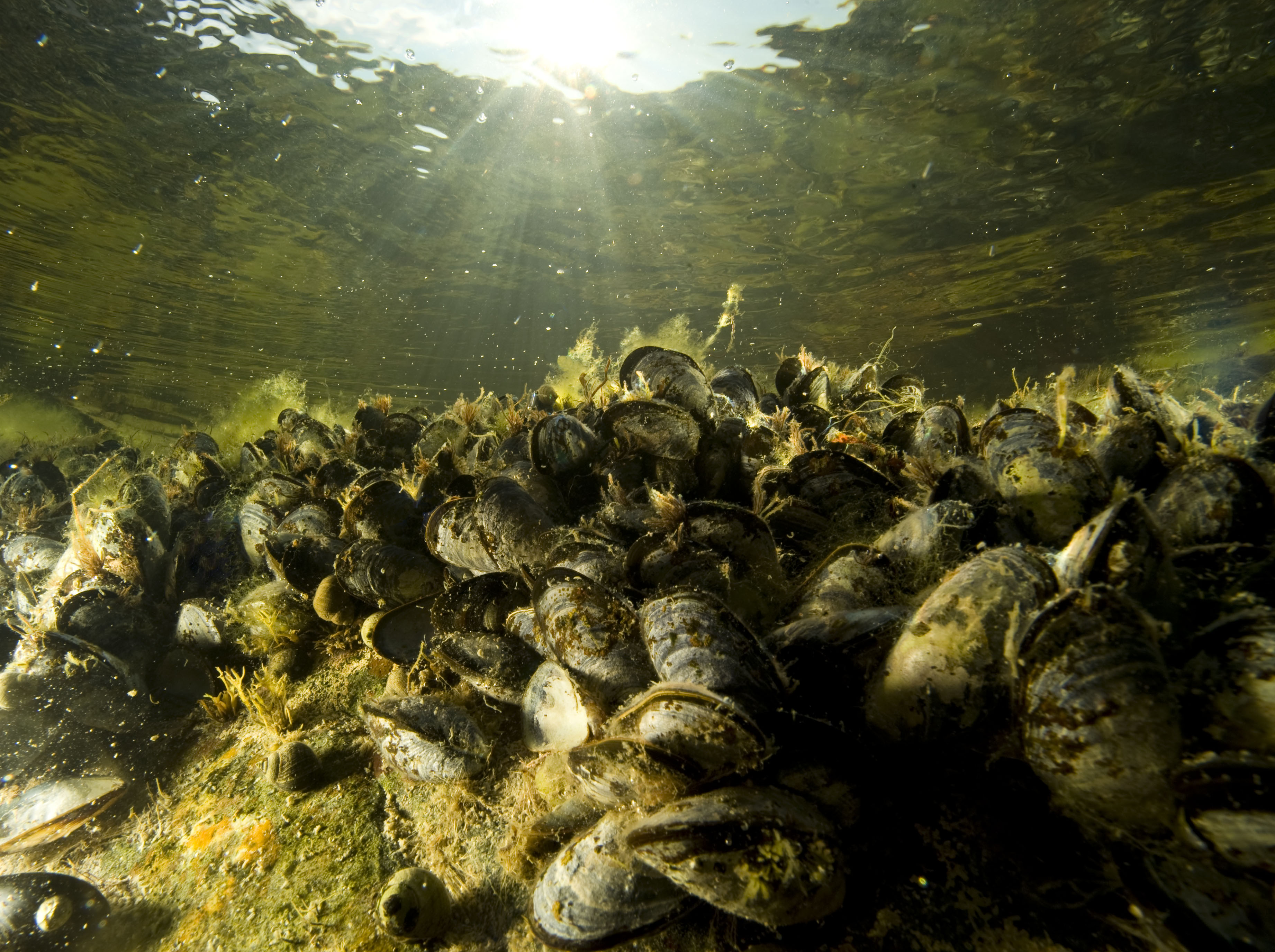 Combining seascape connectivity with cumulative impact assessment to ...