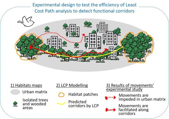 Least‐cost path analysis for urban greenways planning: A test with ...