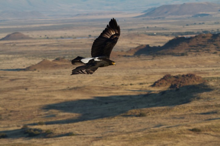 Predictive modeling of raptor movement can minimise the impact of wind ...