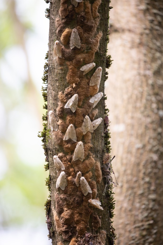 Gypsy moths: Understanding the impact of a dreadful forest pest – The ...