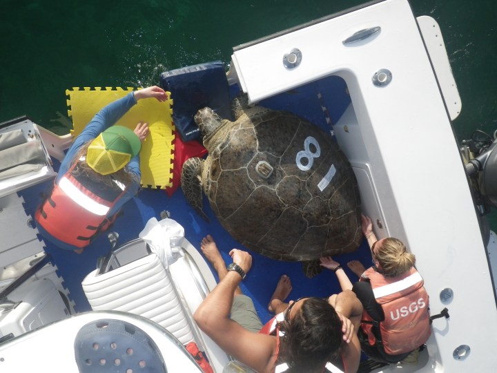 Habitat selection modelling reveals sea turtles use protected areas in ...