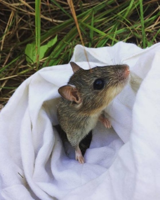 Fire is a globally important driver of ecosystem composition, structure ...