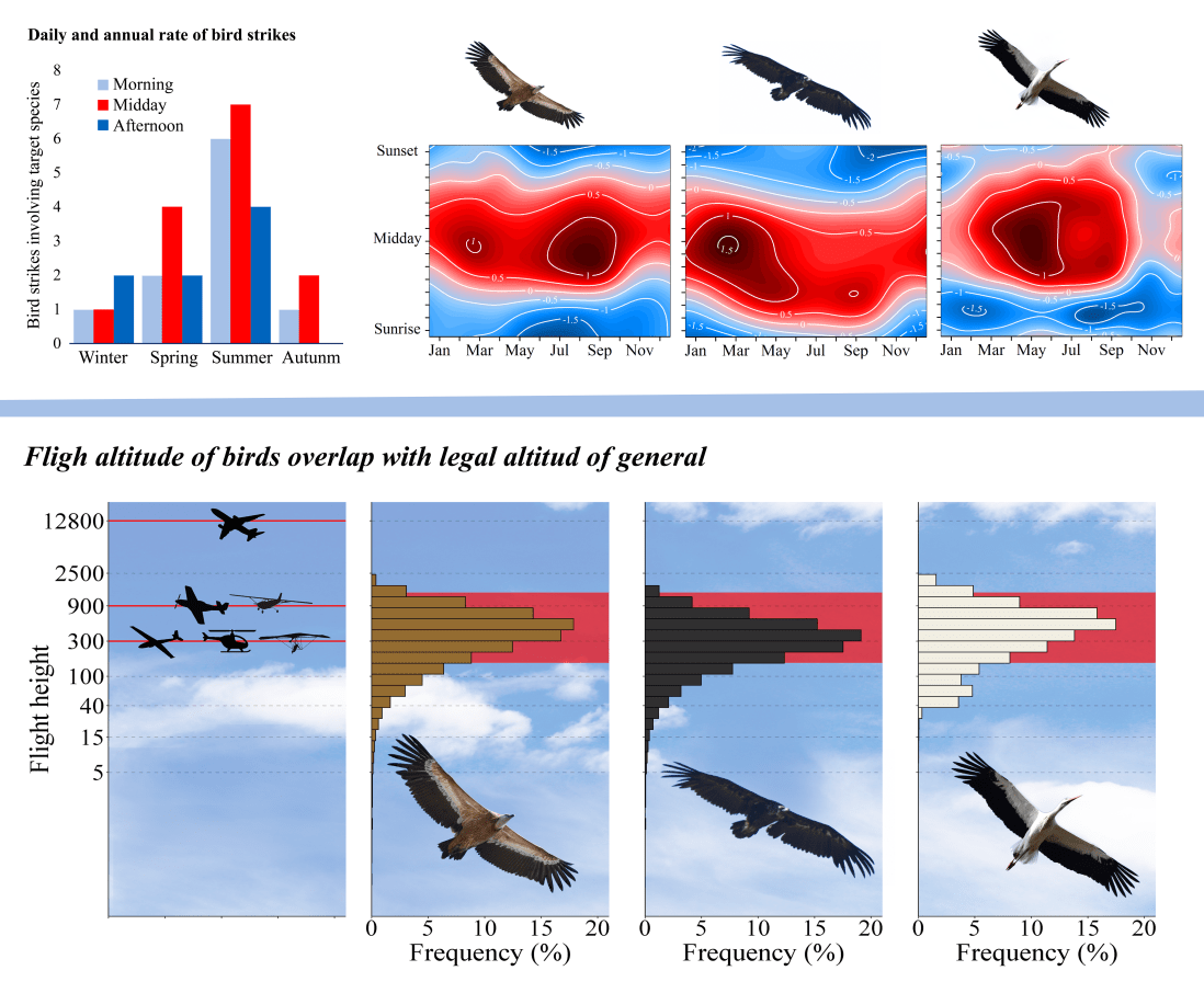 Use of avian GPS tracking to mitigate human fatalities from bird ...