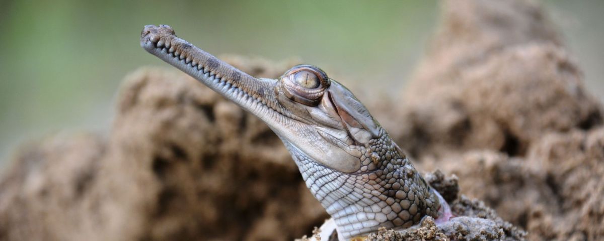 Behind the cover 2:3 – Sand addition augments gharial nesting in ...