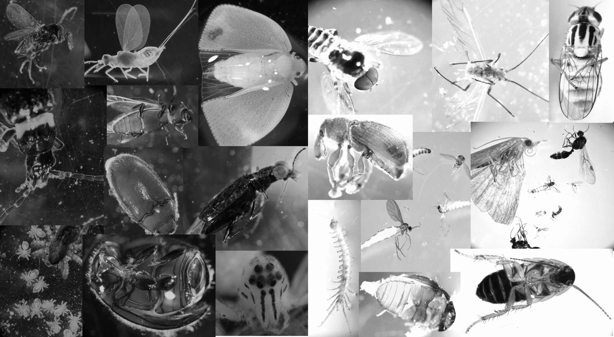 Streetlights disrupt both flying and crawling invertebrates—but not in ...