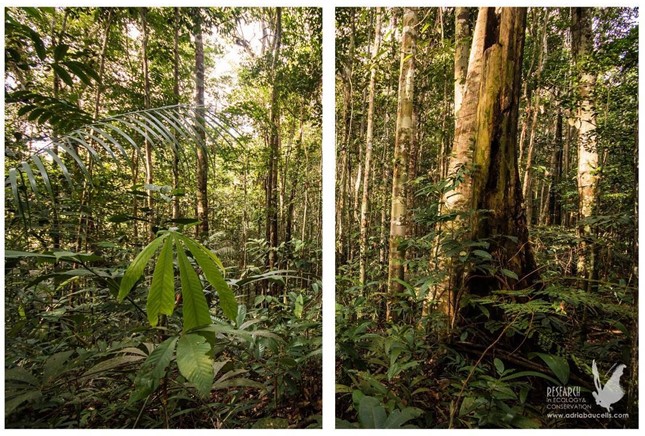 Forest regeneration can help preserve the evolutionary history of ...