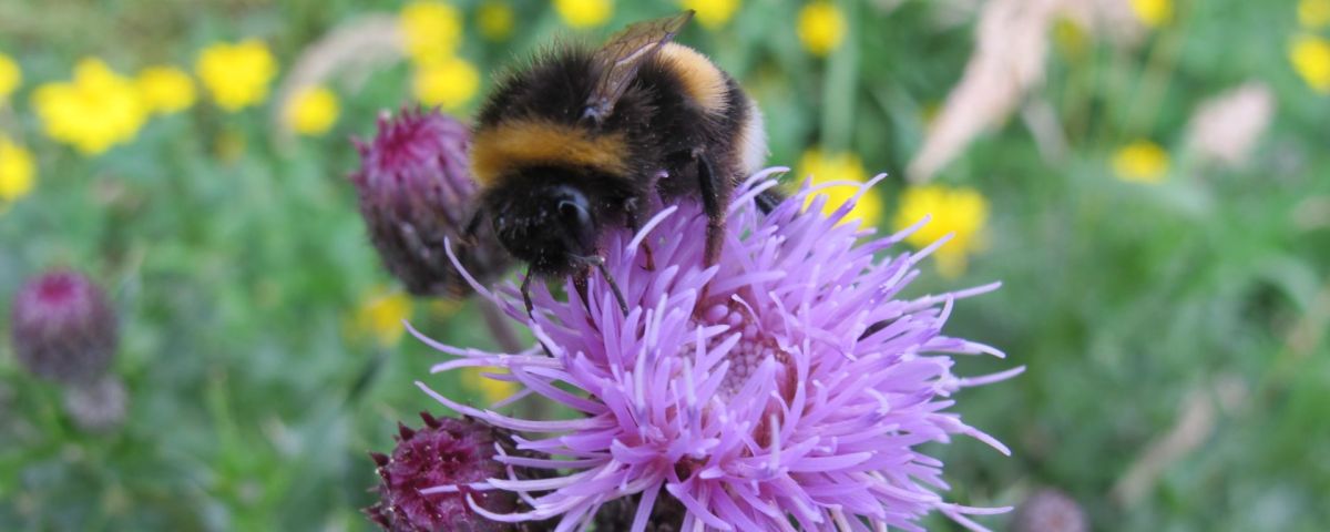 A deep learning model for pollinator plant surveys – The Applied Ecologist