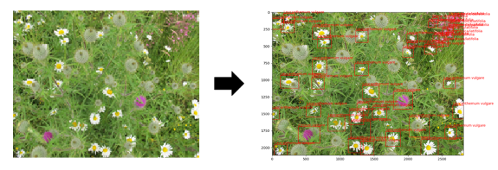 A deep learning model for pollinator plant surveys – The Applied Ecologist
