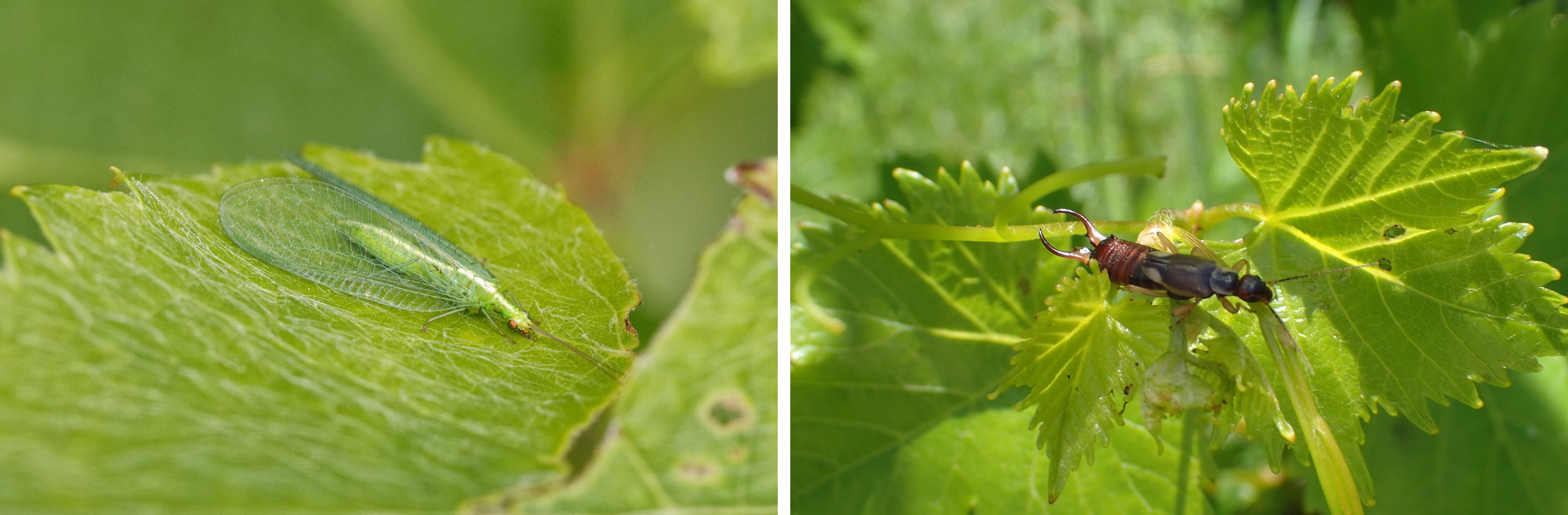 Diversifying plant communities in vineyards to increase natural pest ...