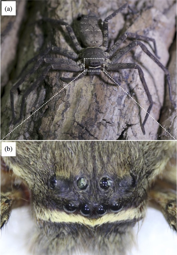 Spider body coloration plays an important role in foraging and predator ...