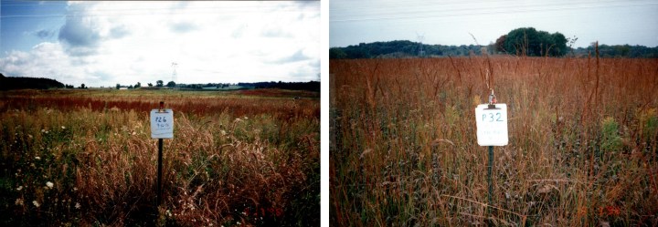 Twenty years of tallgrass prairie restoration in northern Illinois, USA ...