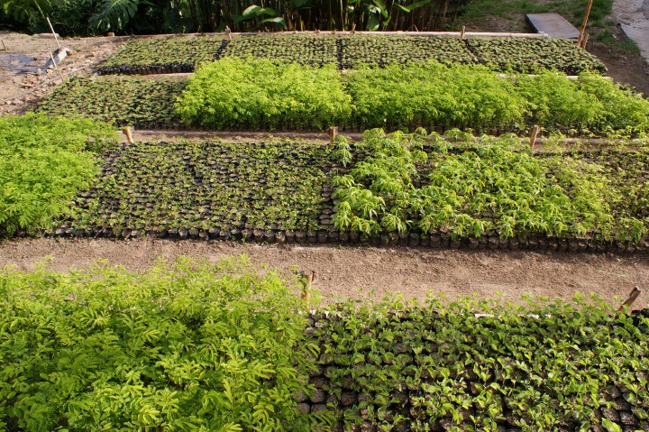 A tool to guide the selection of tree species and seed sources for ...