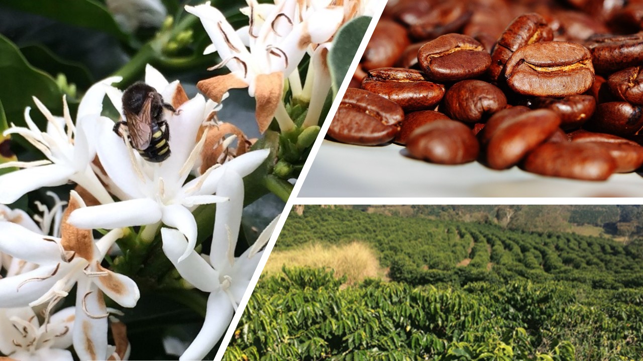 Knowing where your coffee comes from has the potential to aid ...