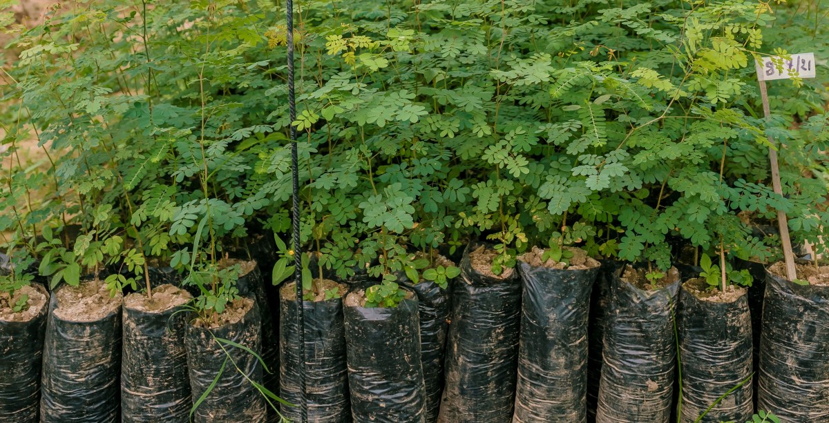 A tool to guide the selection of tree species and seed sources for ...