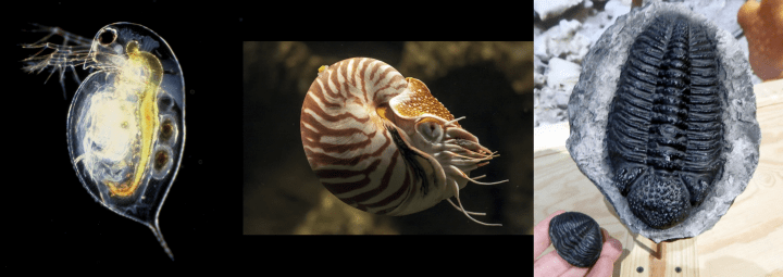 From blind amoeba to Nemo: the evolution of fish (and vertebrate ...