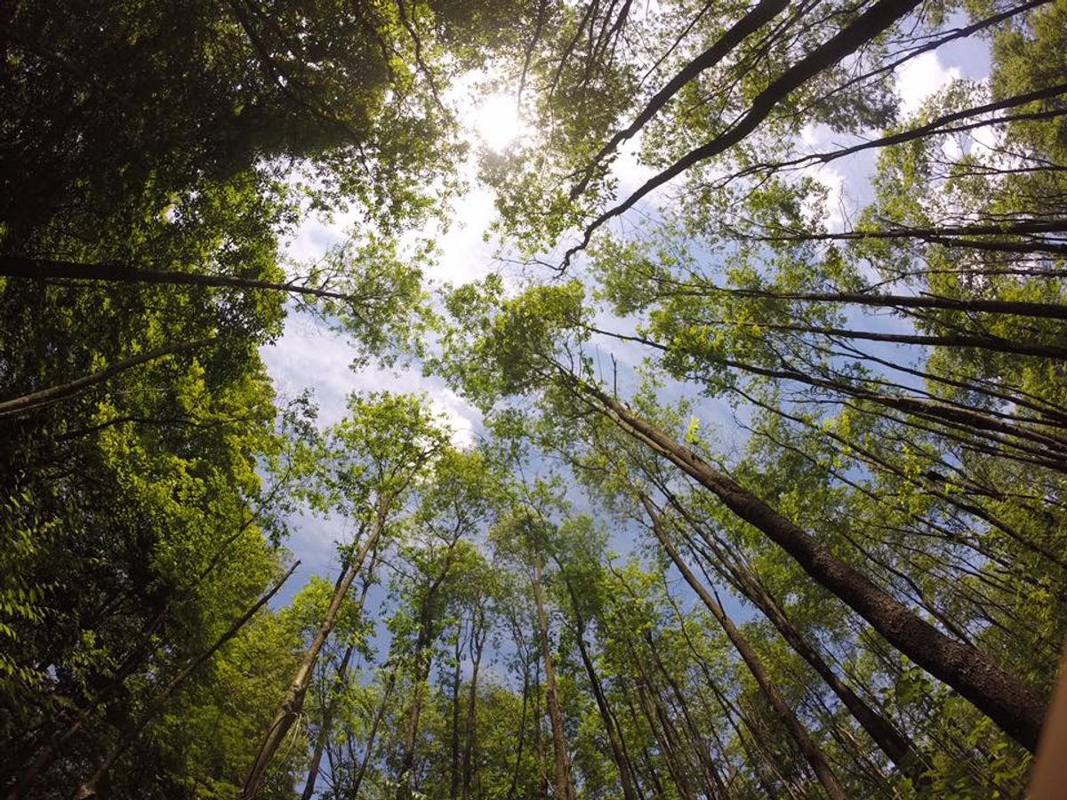 The surprising connections between deer and the forest canopy – The ...