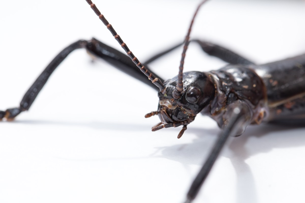 Sensory ecology in conservation breeding programmes: an overlooked, but ...