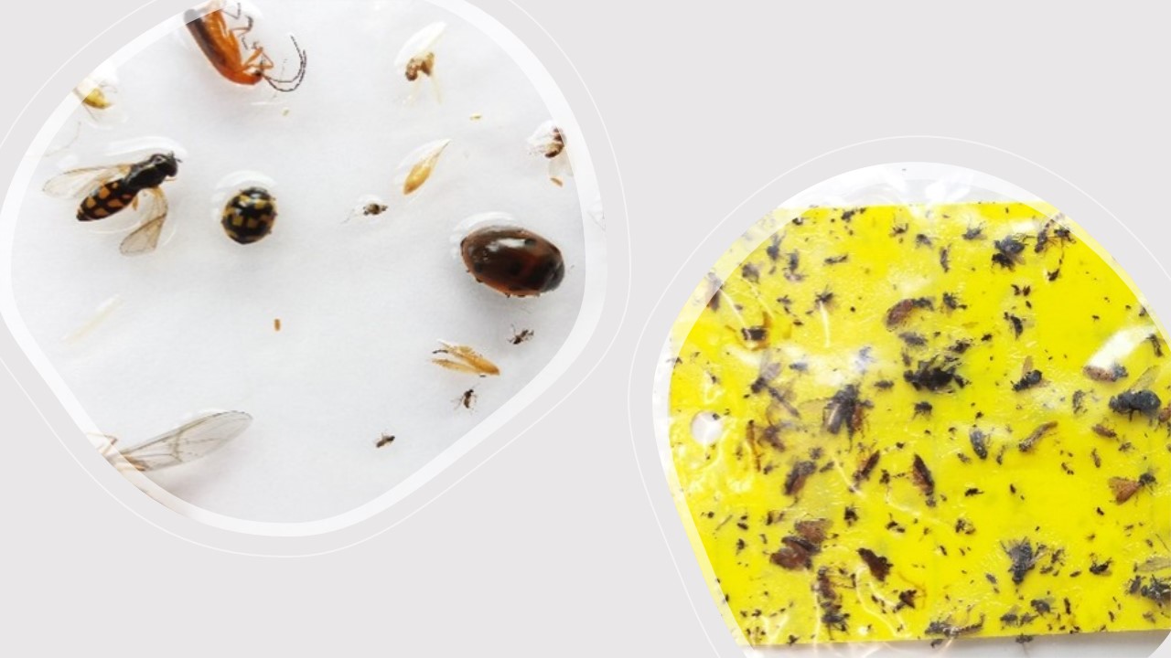 Beneficial arthropod abundance assessed by sweep-netting is negatively ...