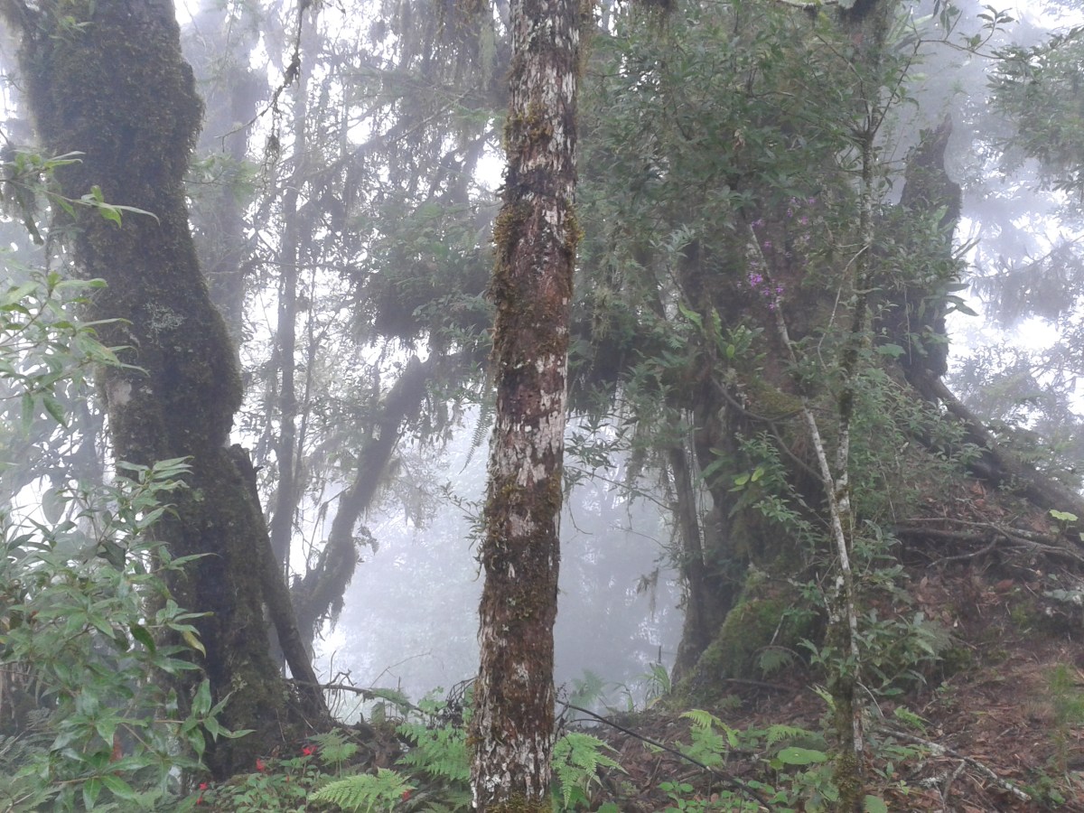 Accelerating secondary succession: using shade-tolerant trees for cloud ...