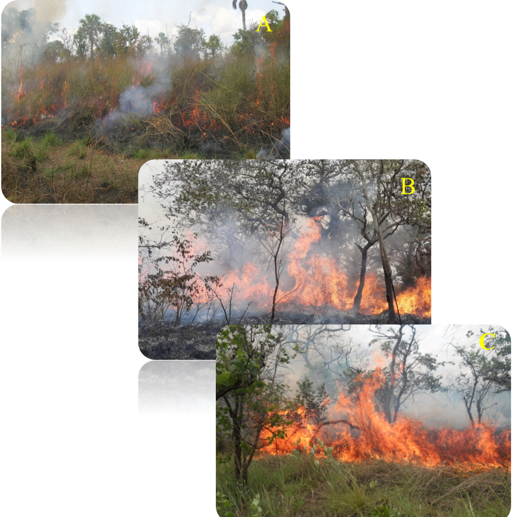 The response of sub-adult savanna trees to six successive annual fires ...