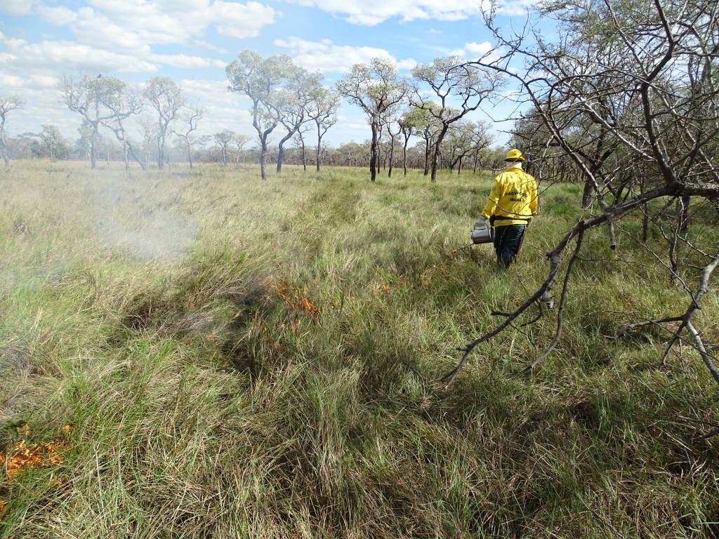 Indigenous brigades change the spatial patterns of wildfires, and the ...