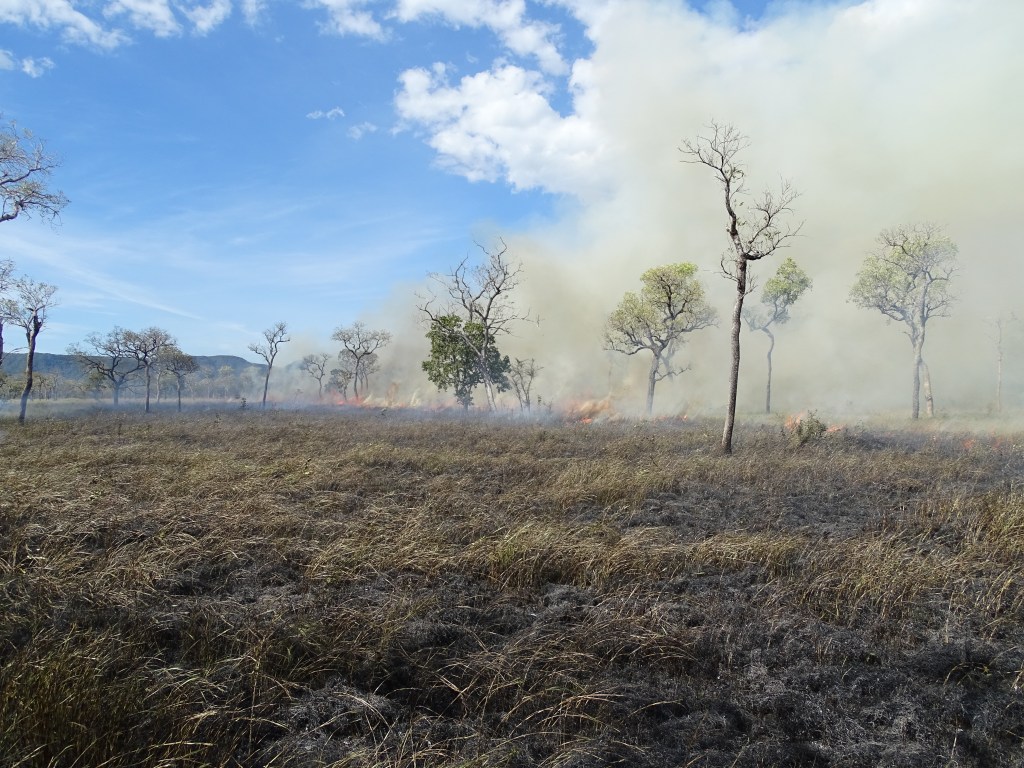 Indigenous brigades change the spatial patterns of wildfires, and the ...