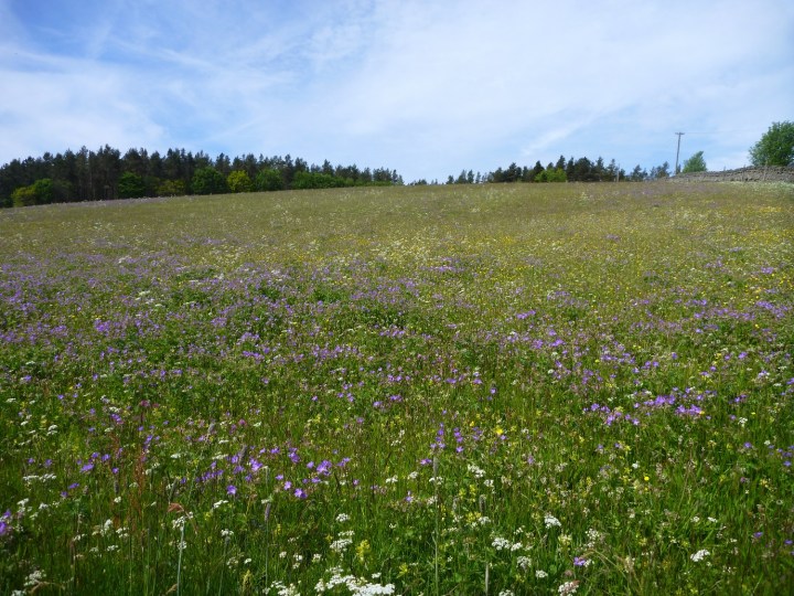 Evaluating the success of upland hay meadow restoration using green hay ...