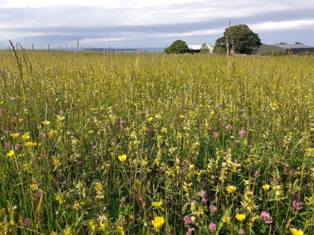 Evaluating the success of upland hay meadow restoration using green hay ...