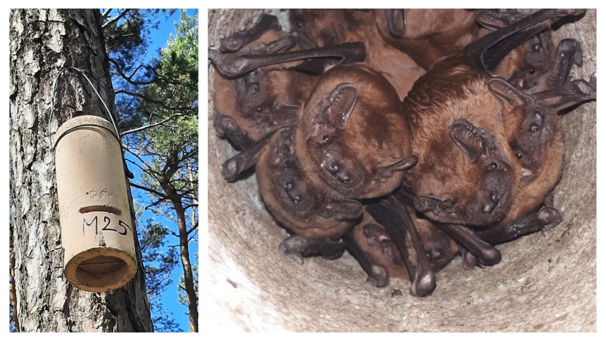 Home is where the heat is: Thermoregulation of European bats inhabiting ...